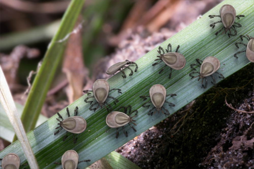 Was machen eigentlich … Zecken im Winter? | Zecken.de