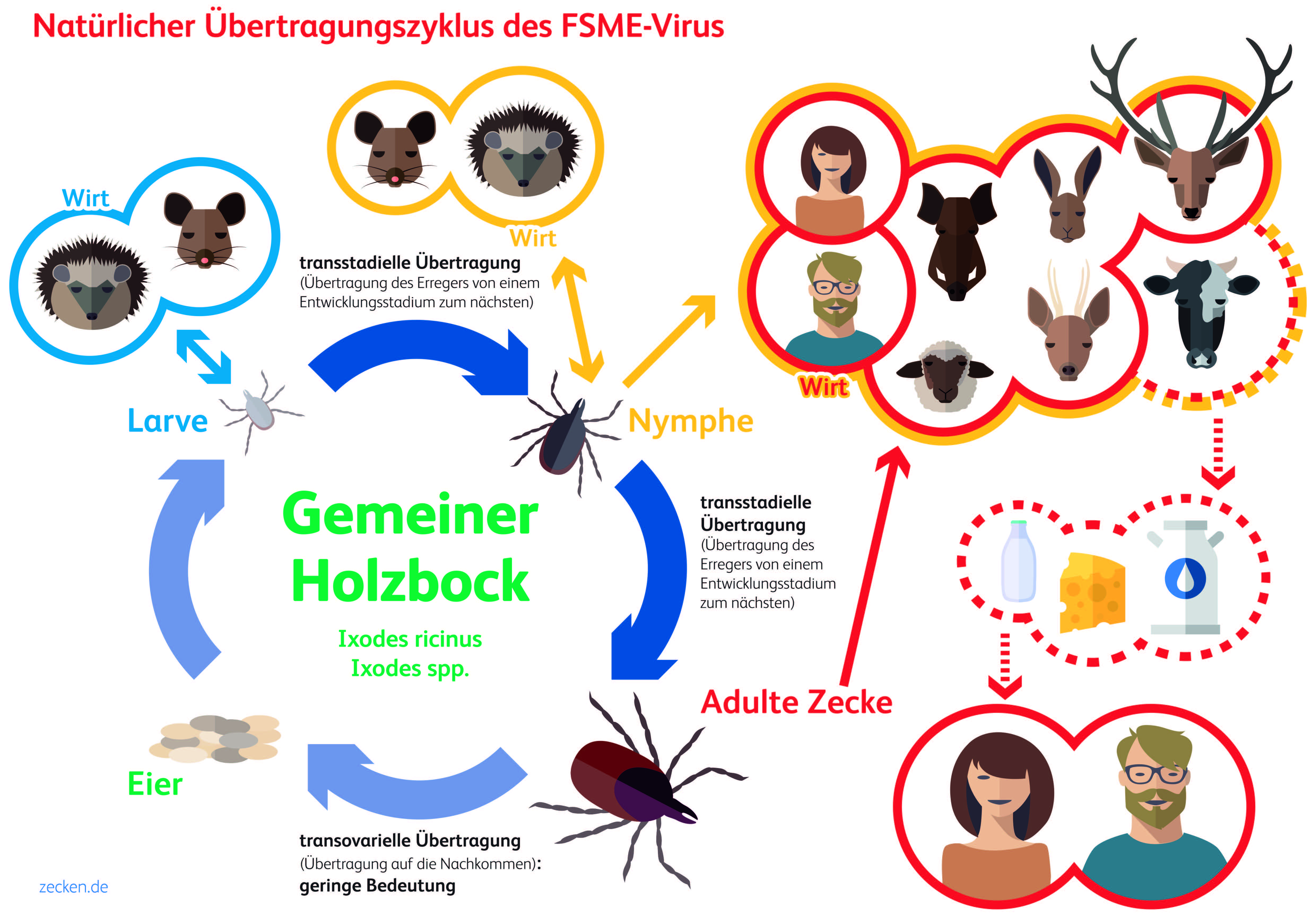 Infografik Lebenszyklus FSME Virus | Zecken.de