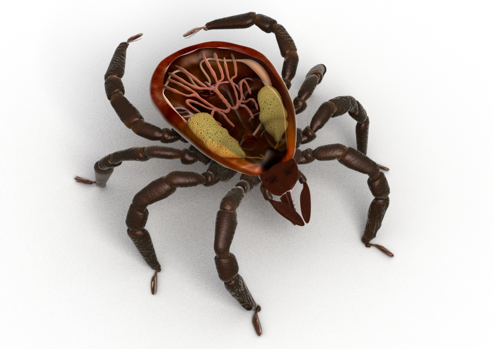 Pressebilder und Infografiken | Zecken.de